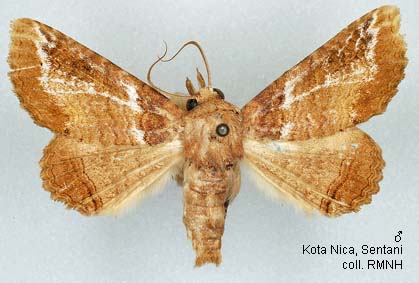 Papua Insects Foundation (Lepidoptera/Erebidae/Erebinae/Pericymini ...